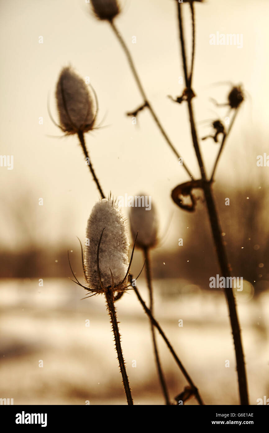 Grass in winter hi-res stock photography and images - Alamy