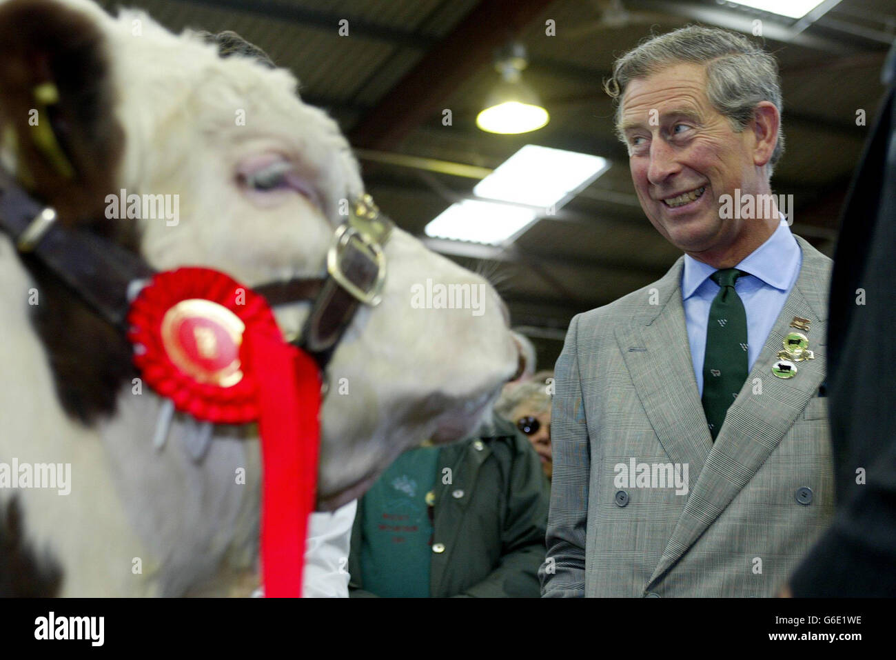 The Prince of Wales meets Victorious, a prize winning bull, during a ...