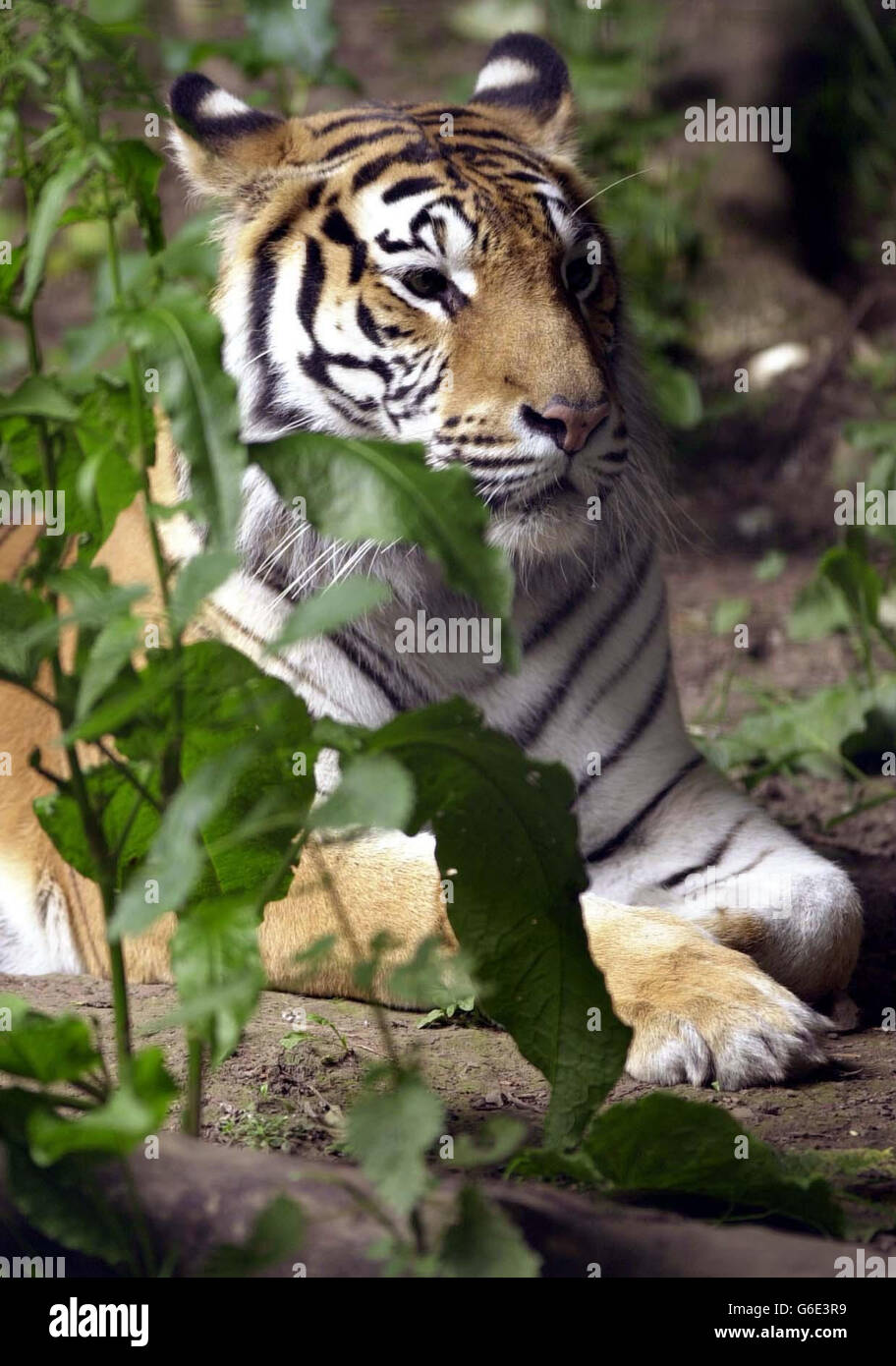 Calderpark zoo hi-res stock photography and images - Alamy