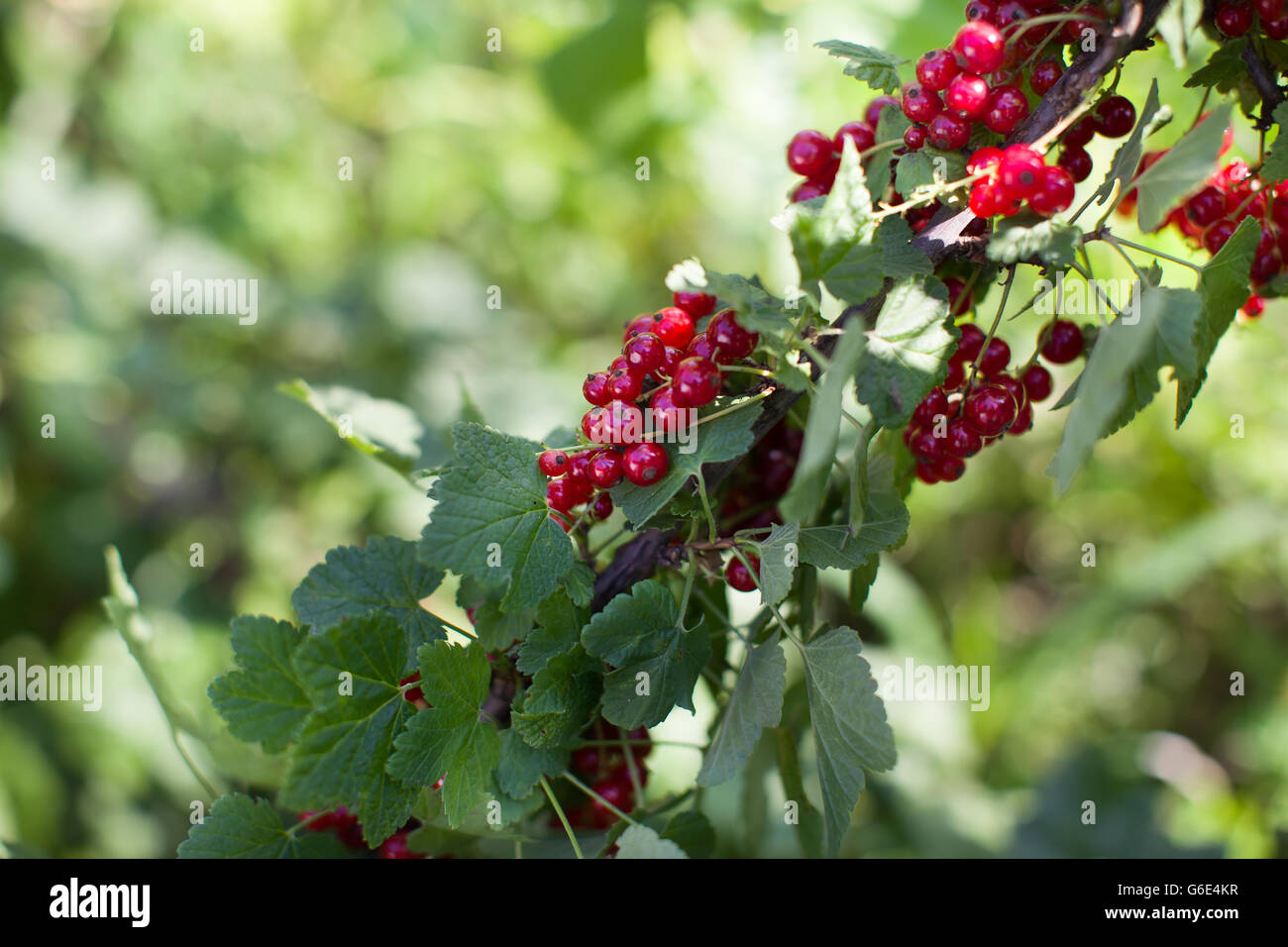 bush with red berries Stock Photo - Alamy