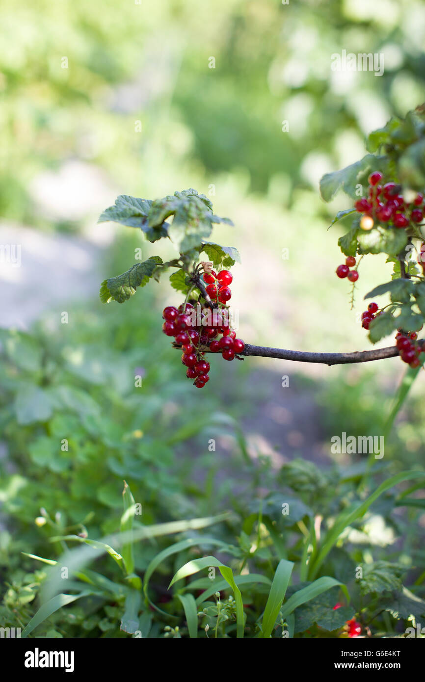 bush with red berries Stock Photo - Alamy
