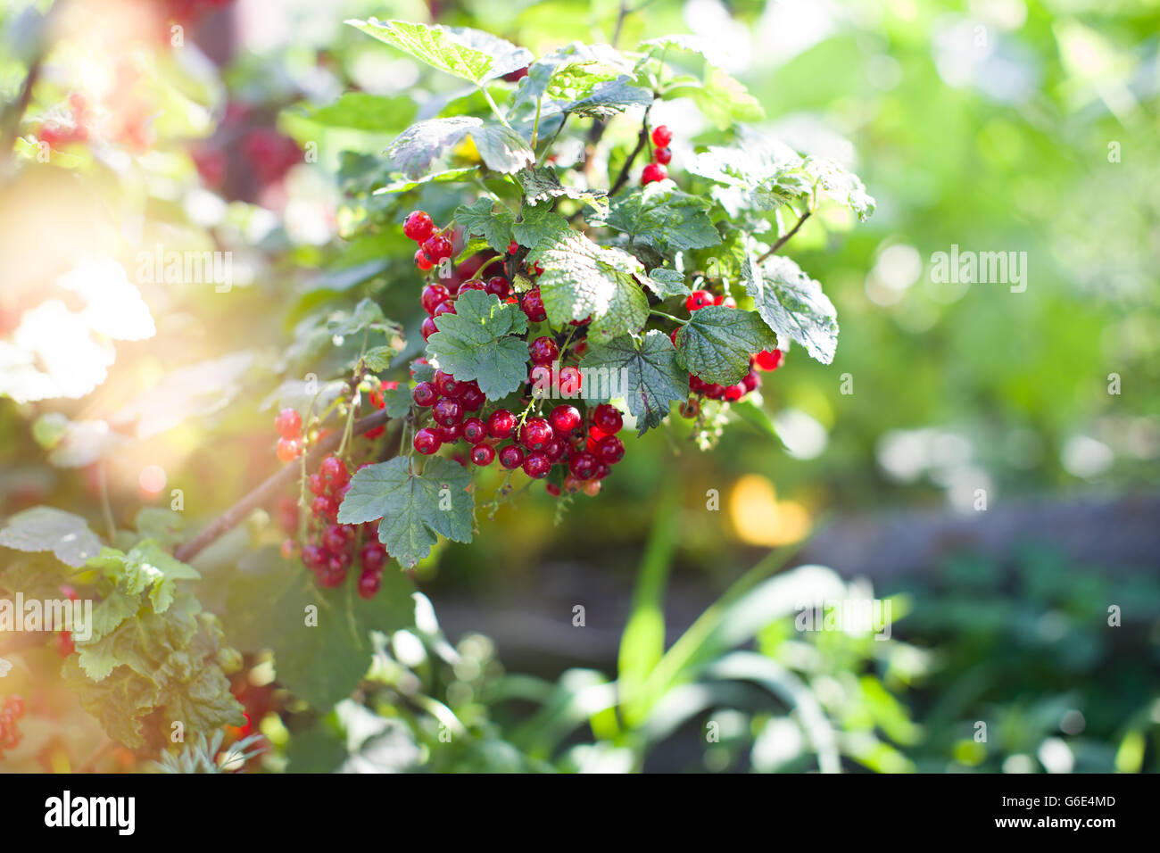 bush with red berries Stock Photo - Alamy