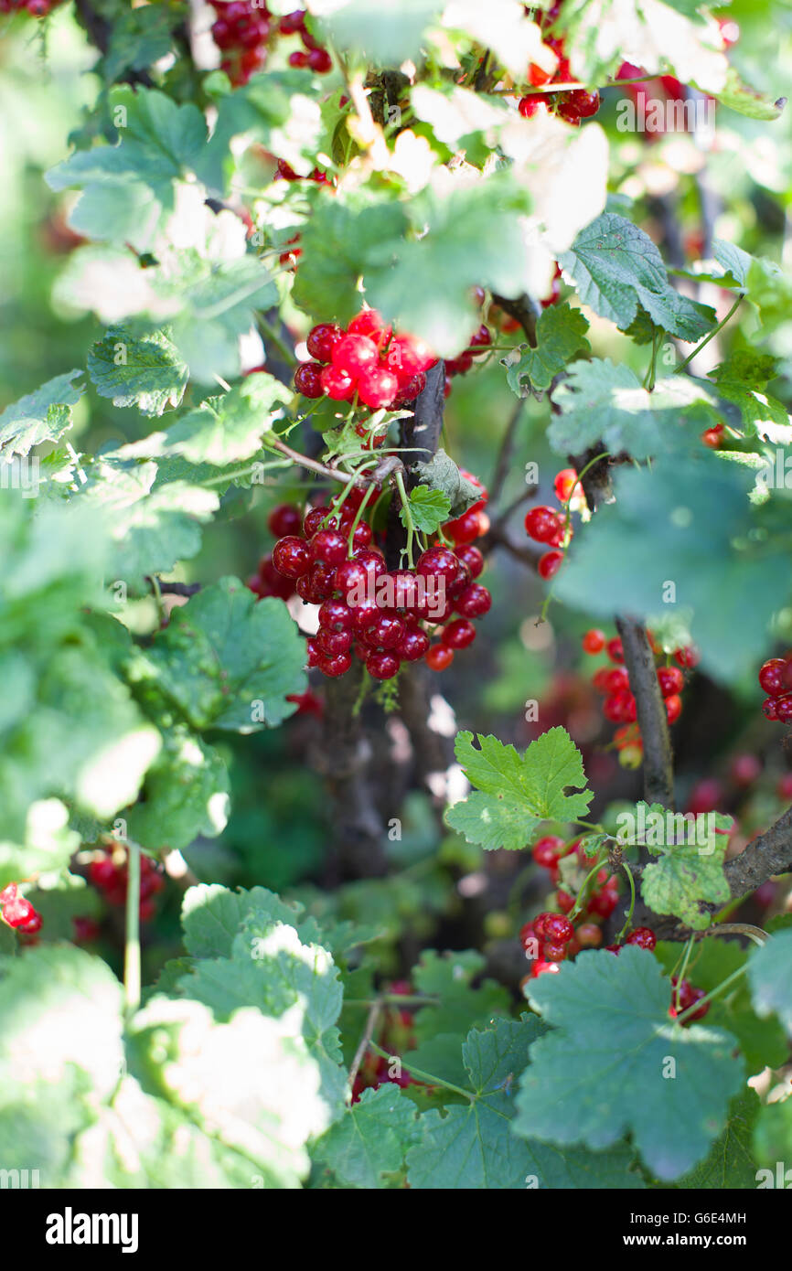 bush with red berries Stock Photo - Alamy