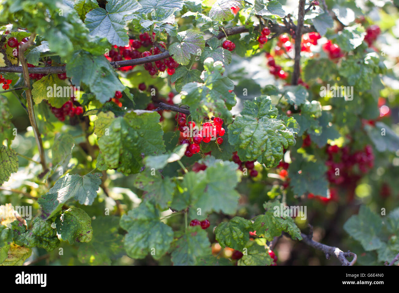 bush with red berries Stock Photo - Alamy
