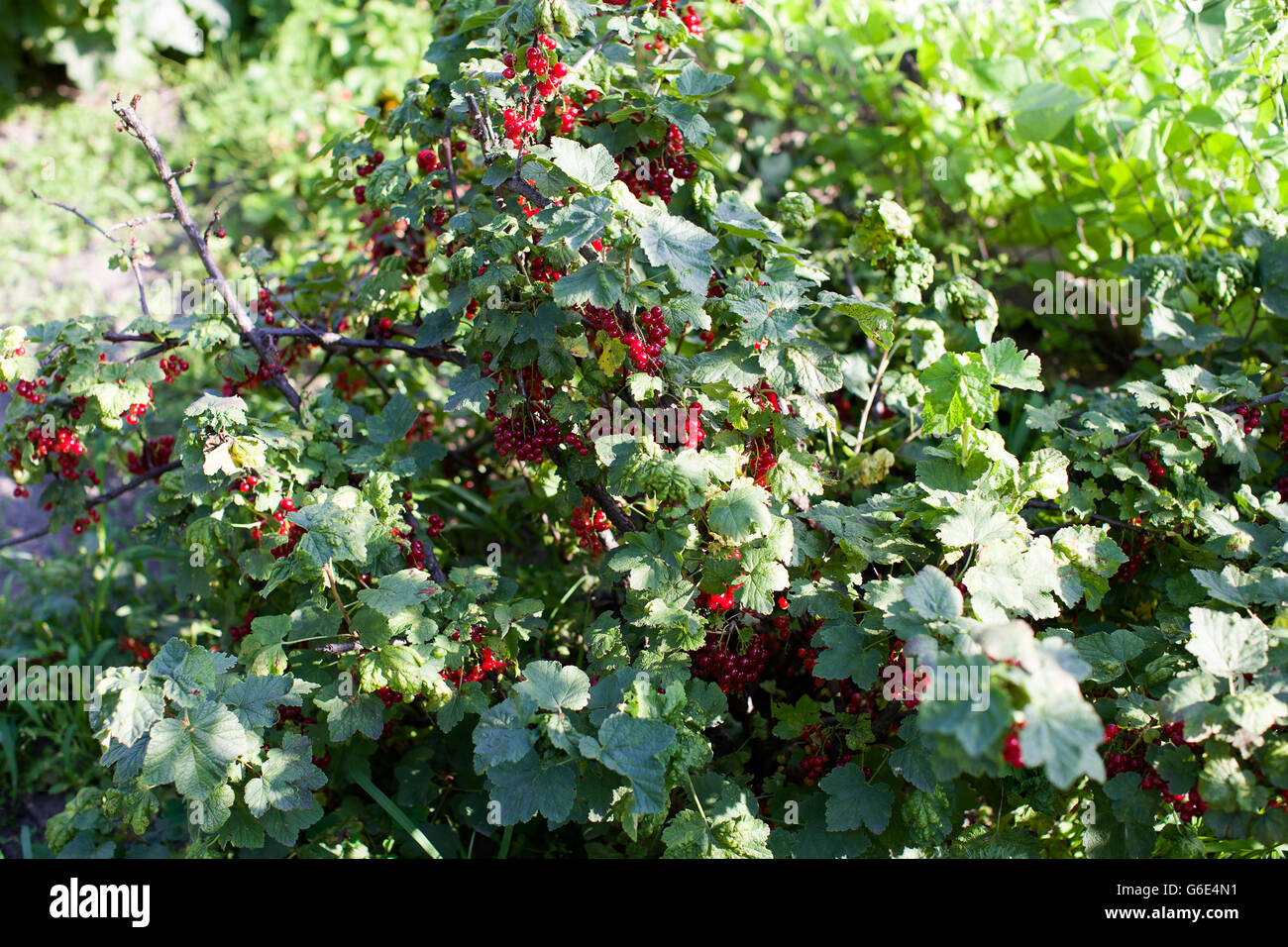 bush with red berries Stock Photo - Alamy
