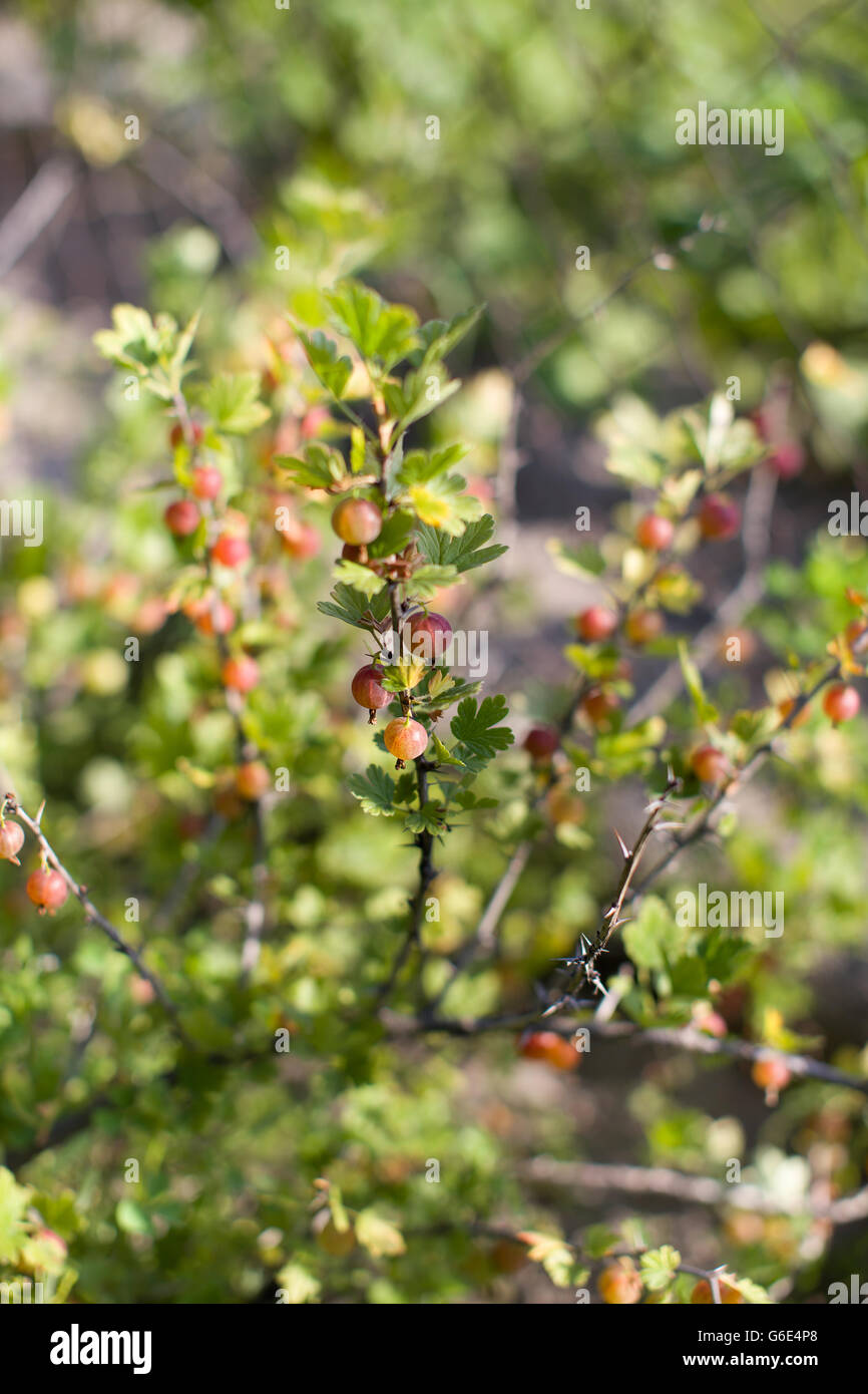 bush with red berries Stock Photo - Alamy
