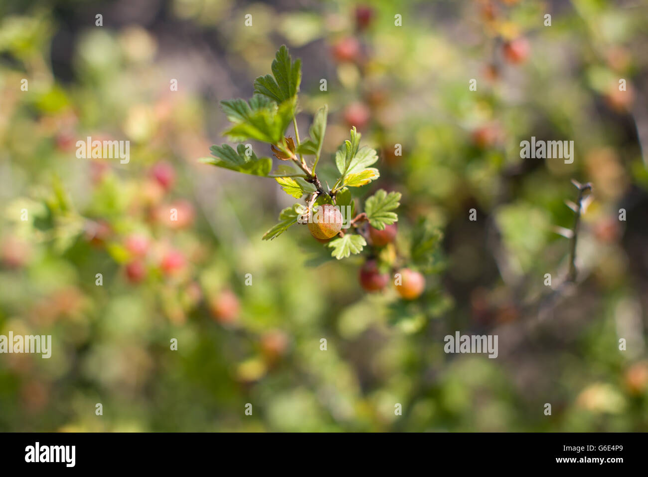 bush with red berries Stock Photo - Alamy