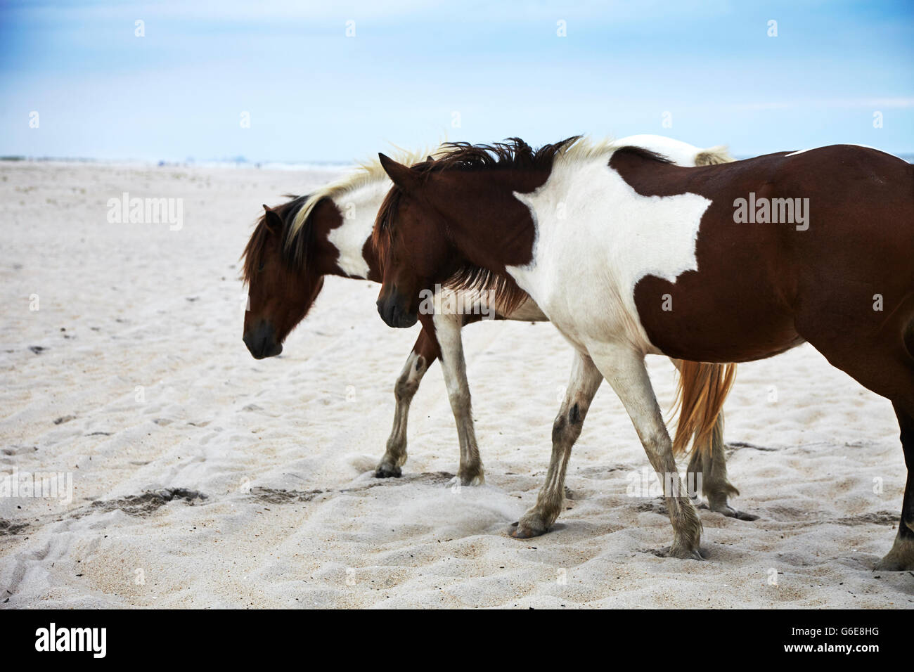 Ponies on chincoteague hi-res stock photography and images - Alamy