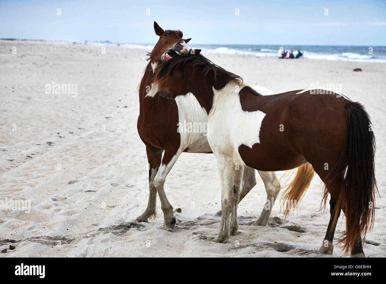 Ponies on chincoteague hi-res stock photography and images - Alamy