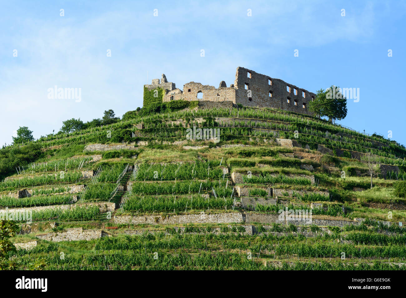 Staufen castle and vineyards, Staufen im Breisgau, Germany, Baden ...