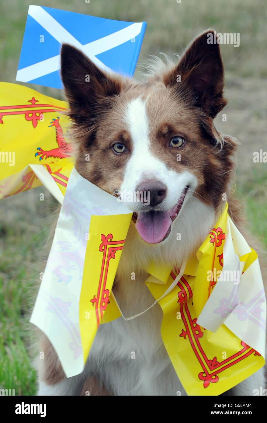 Bracken the border collie during march rally in edinburgh hi-res stock ...