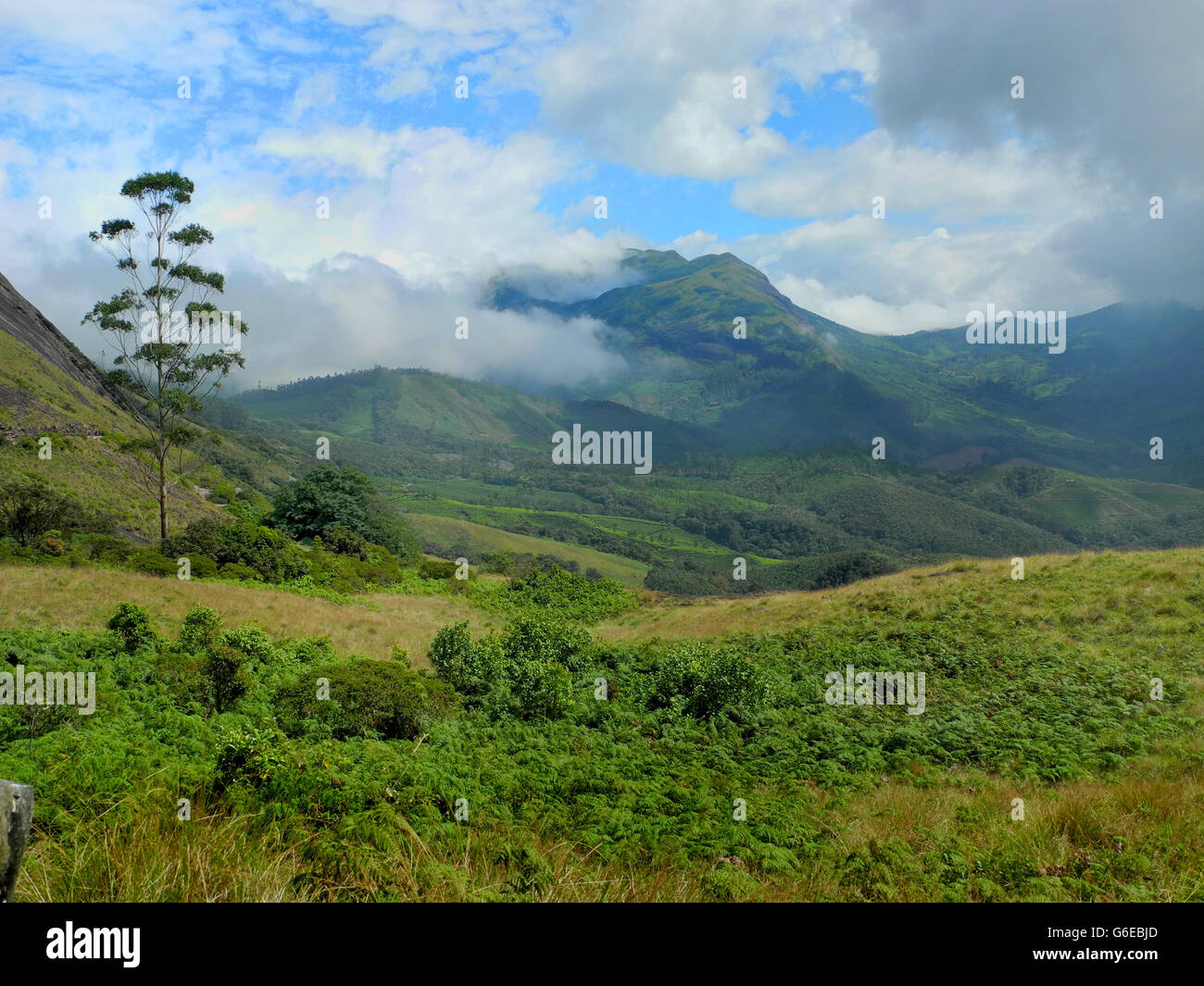 Colorful landscape of Munnar, Kerala, India Stock Photo - Alamy