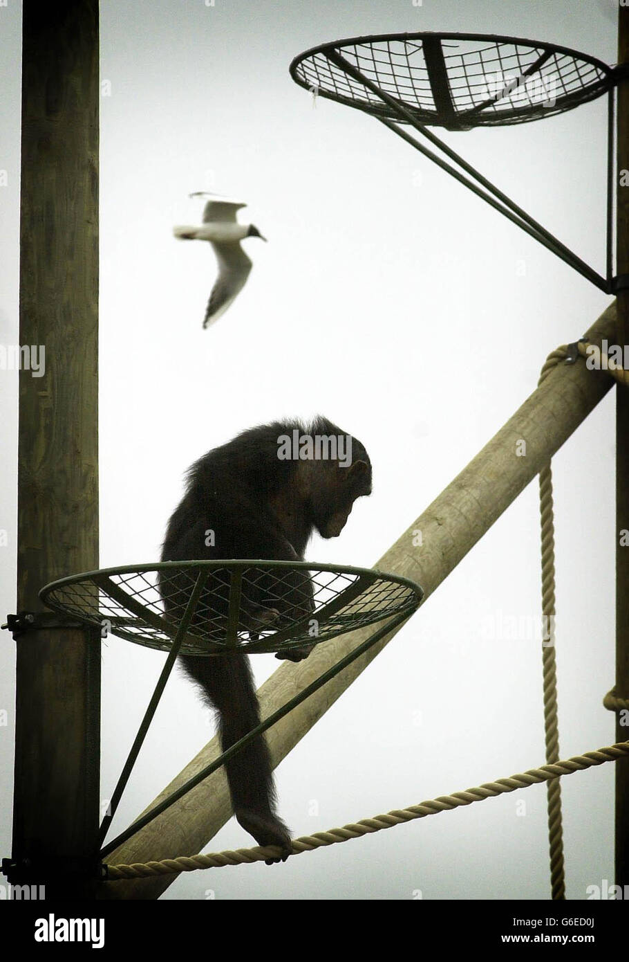 Edinburgh Zoo - Chimpanzee enclosure Stock Photo - Alamy