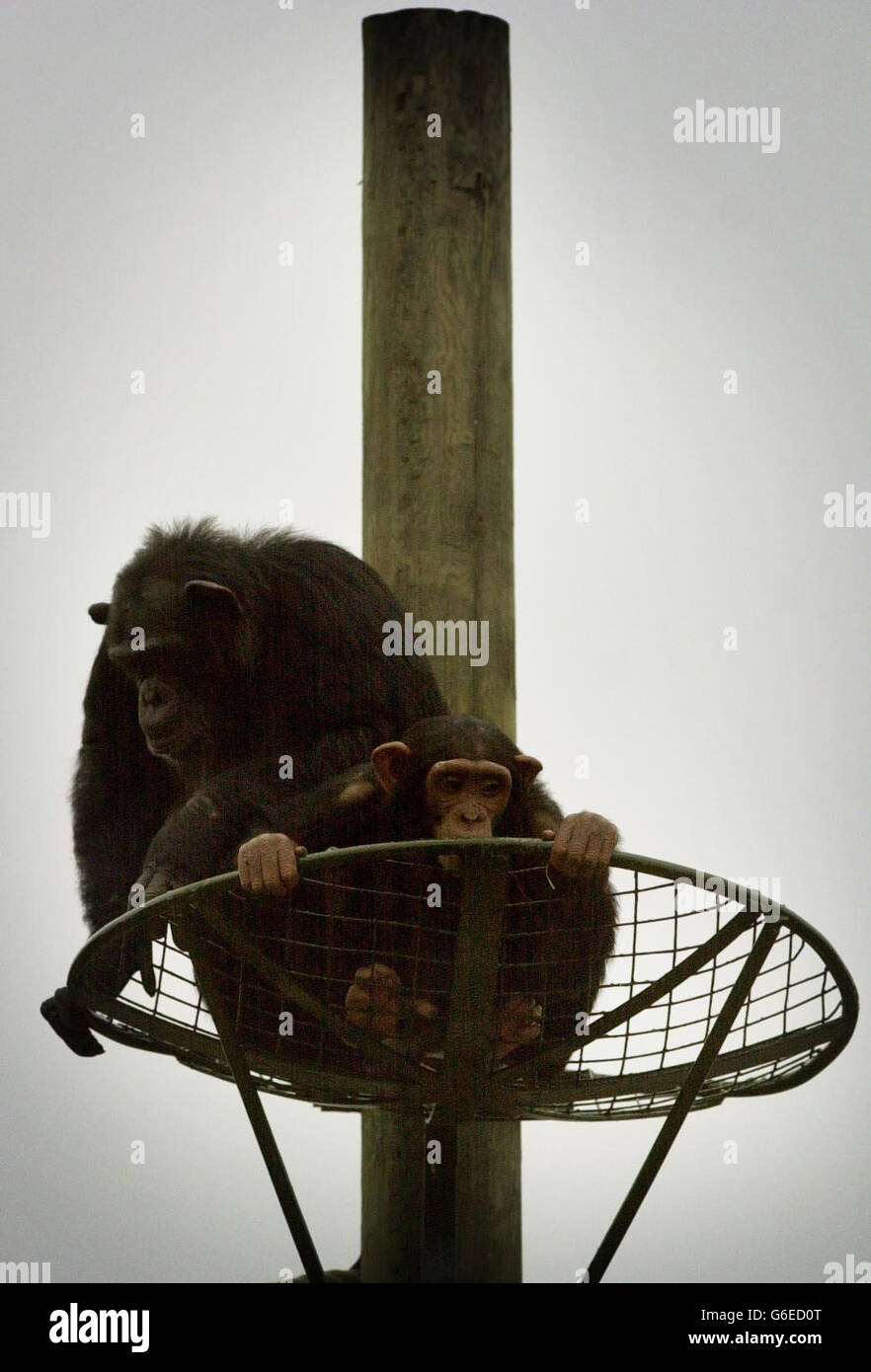 Chimpanzee enclosure zoo hi-res stock photography and images - Alamy