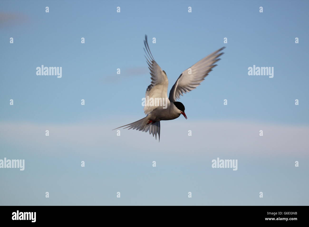 Male Arctic Tern (Sterna paradisaea) in flight with blue sky background ...