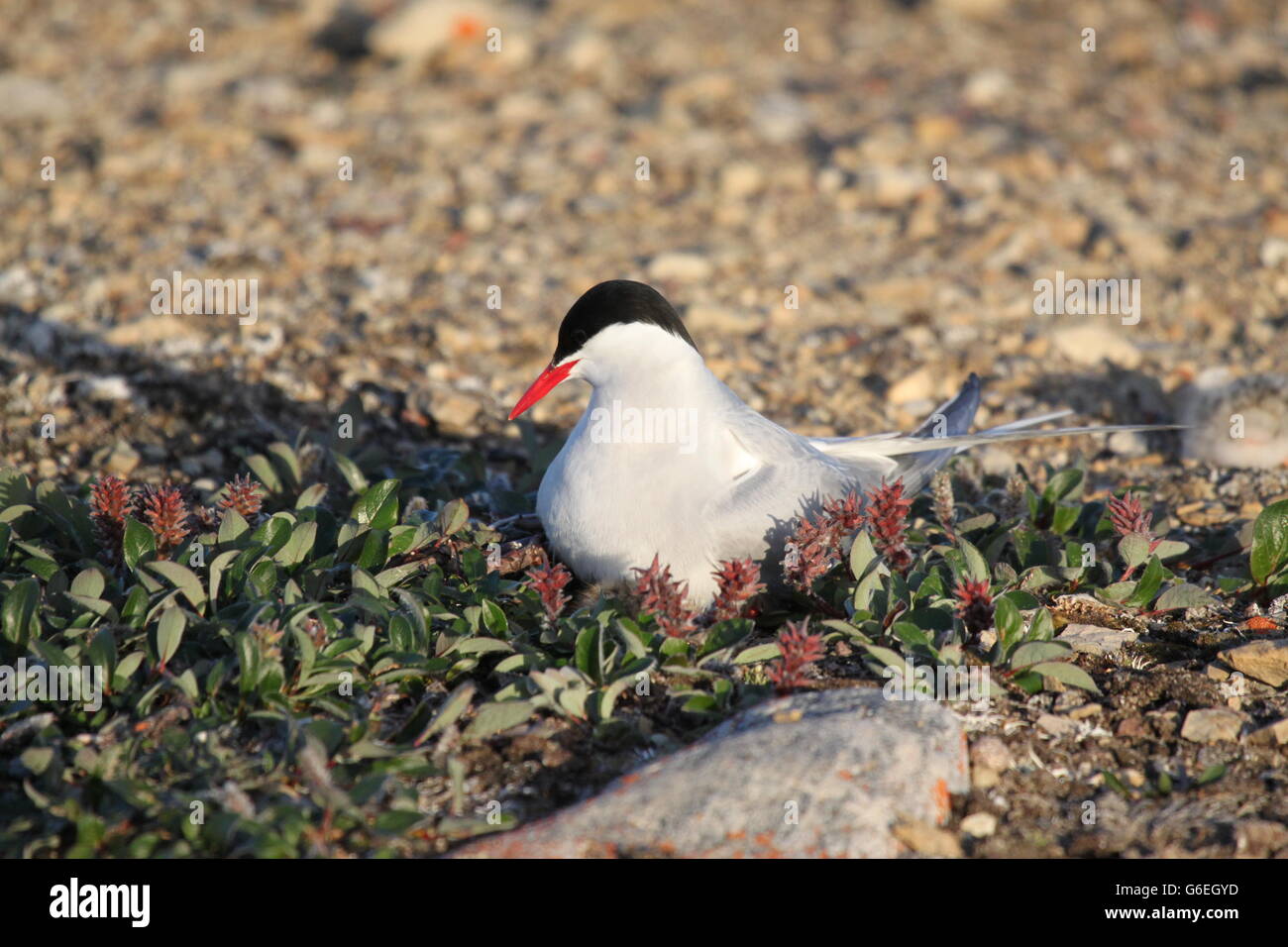 Female Arctic Tern (Sterna paradisaea) on nest with hatchling nearby ...
