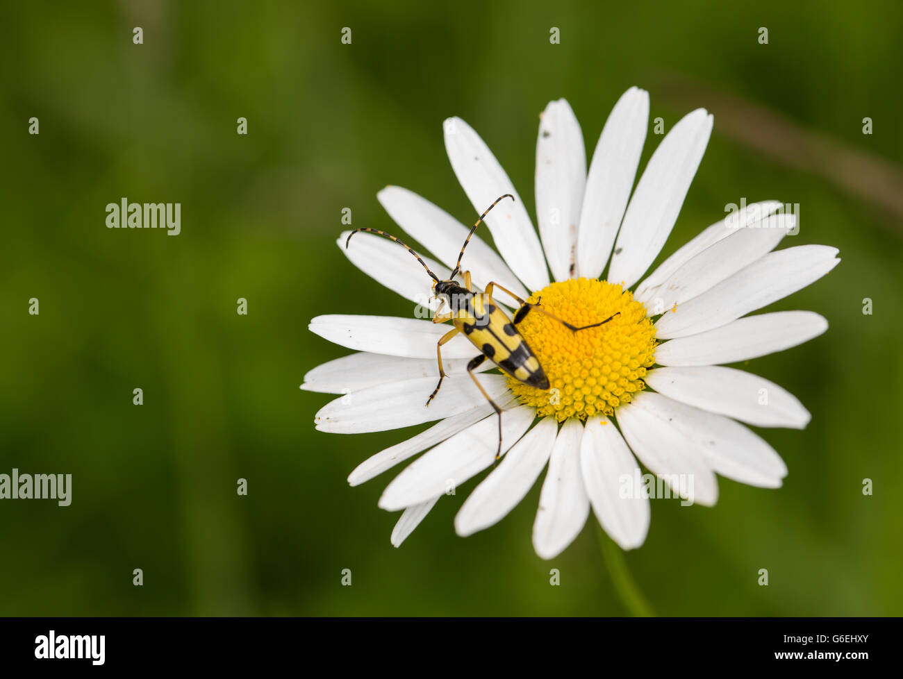 Longhorn Beetle on Oxeye daisy. UK Stock Photo - Alamy