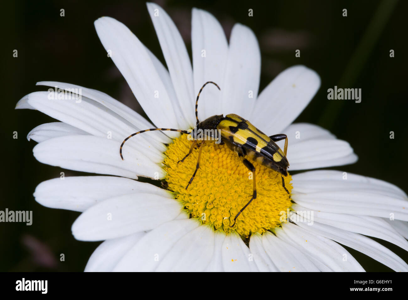 Longhorn Beetle, Rutpela maculata, UK Stock Photo - Alamy