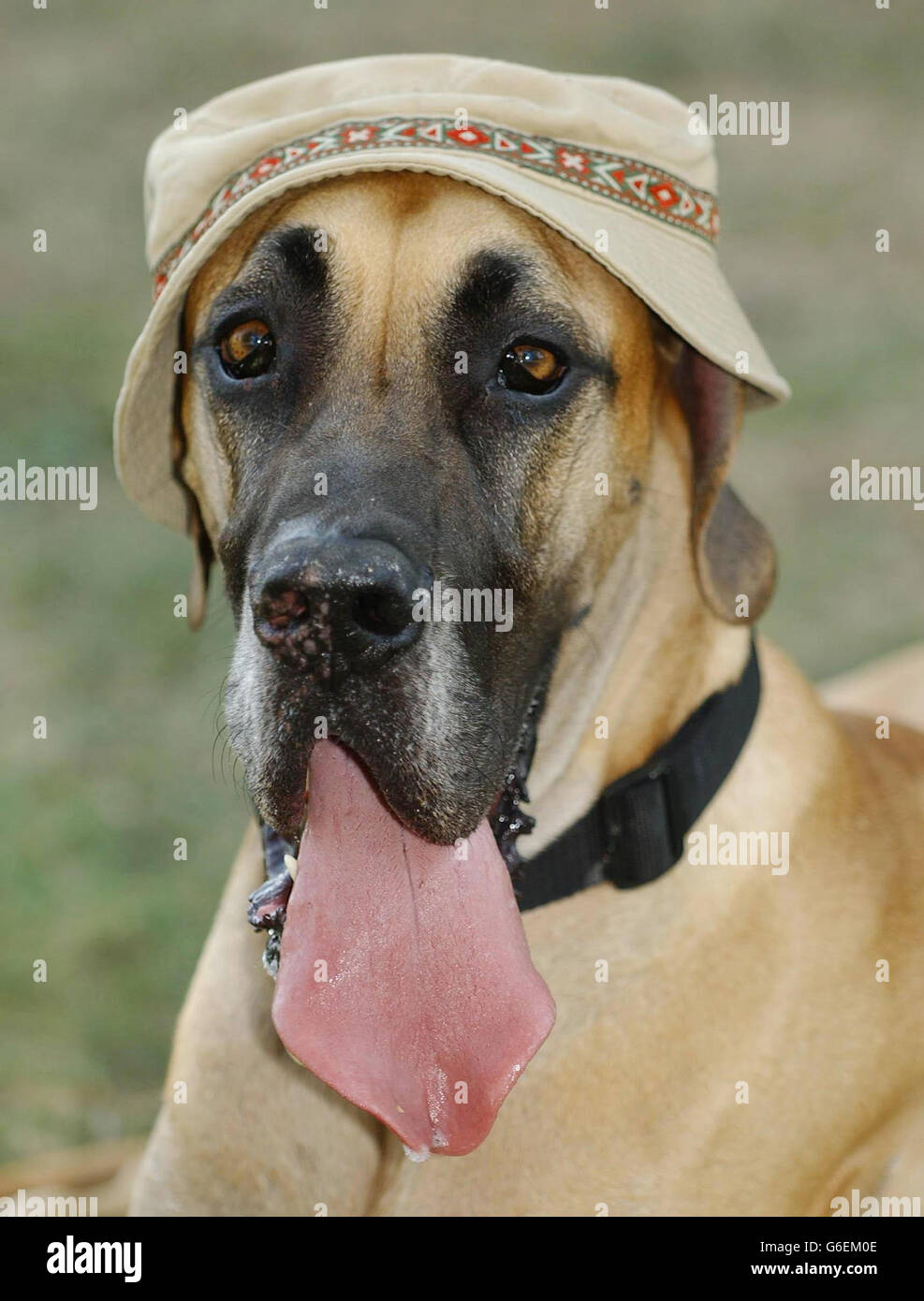 Otto the 3 year old great dane from Clerkenwell wears a sun hat to keep ...