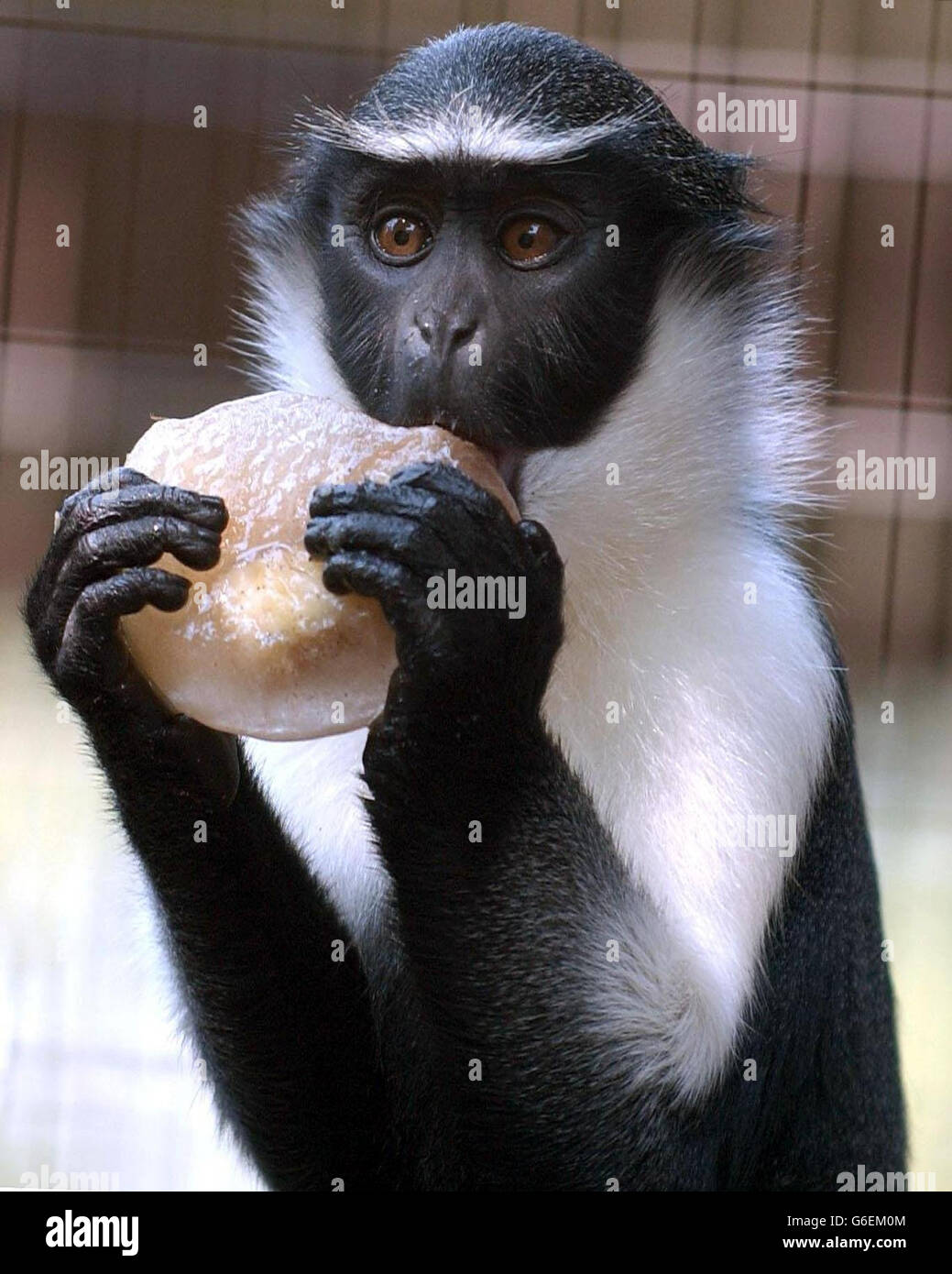 A Diana monkey at London Zoo eats a bread roll while trying to keep ...