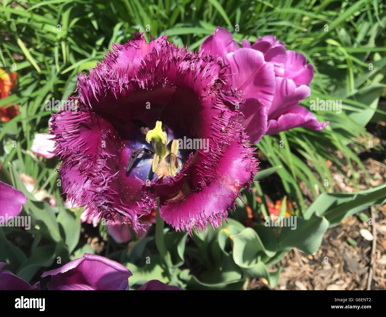 Fringed sun hi-res stock photography and images - Alamy
