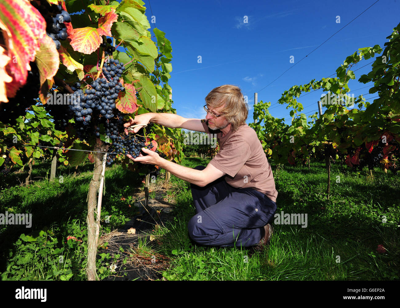 Grape picking at Ryedale Vineyards. Ralph Livock grape picking in the ...