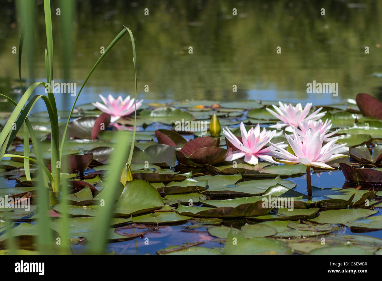 water lily flower on lake - lake landscape Stock Photo - Alamy
