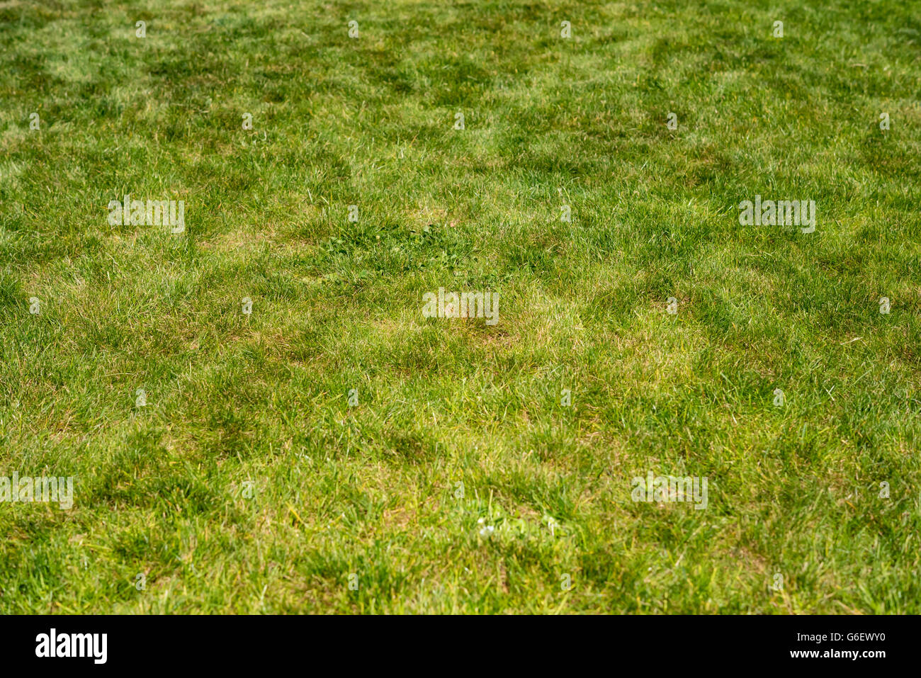 Green field with flowers Stock Photo - Alamy
