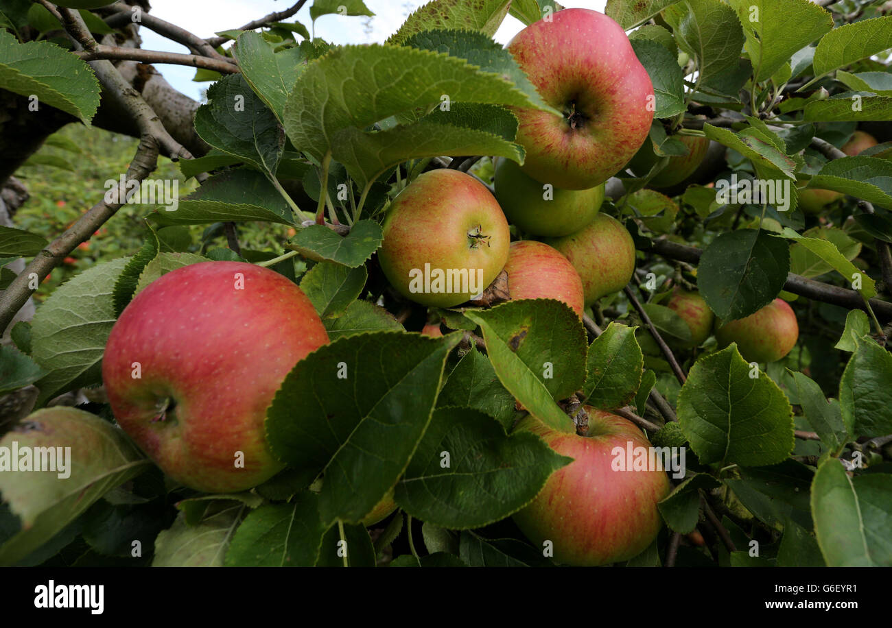Apples on trees in the orchards of Perry Court Farm near Ashford, Kent ...