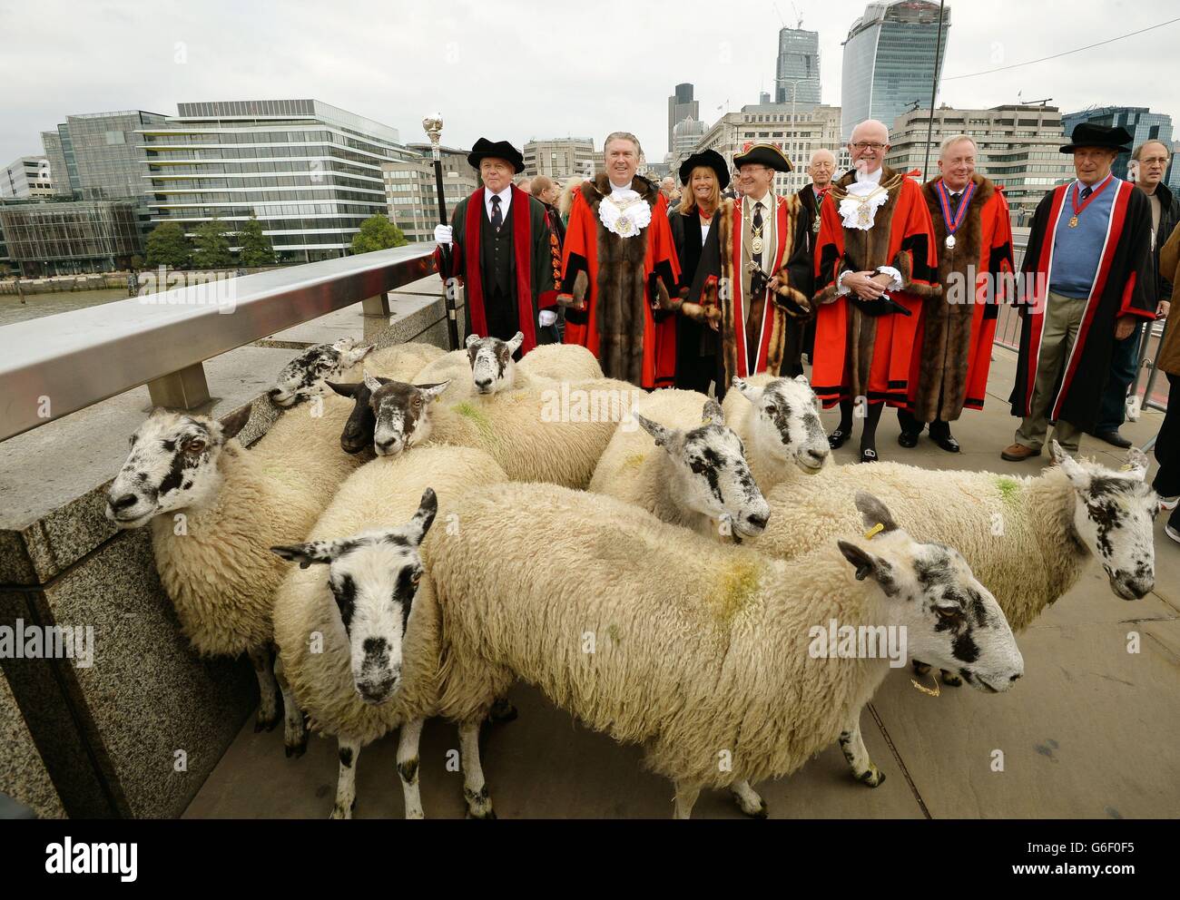 A group of aldermen and sheriffs from the City of London drive sheep ...