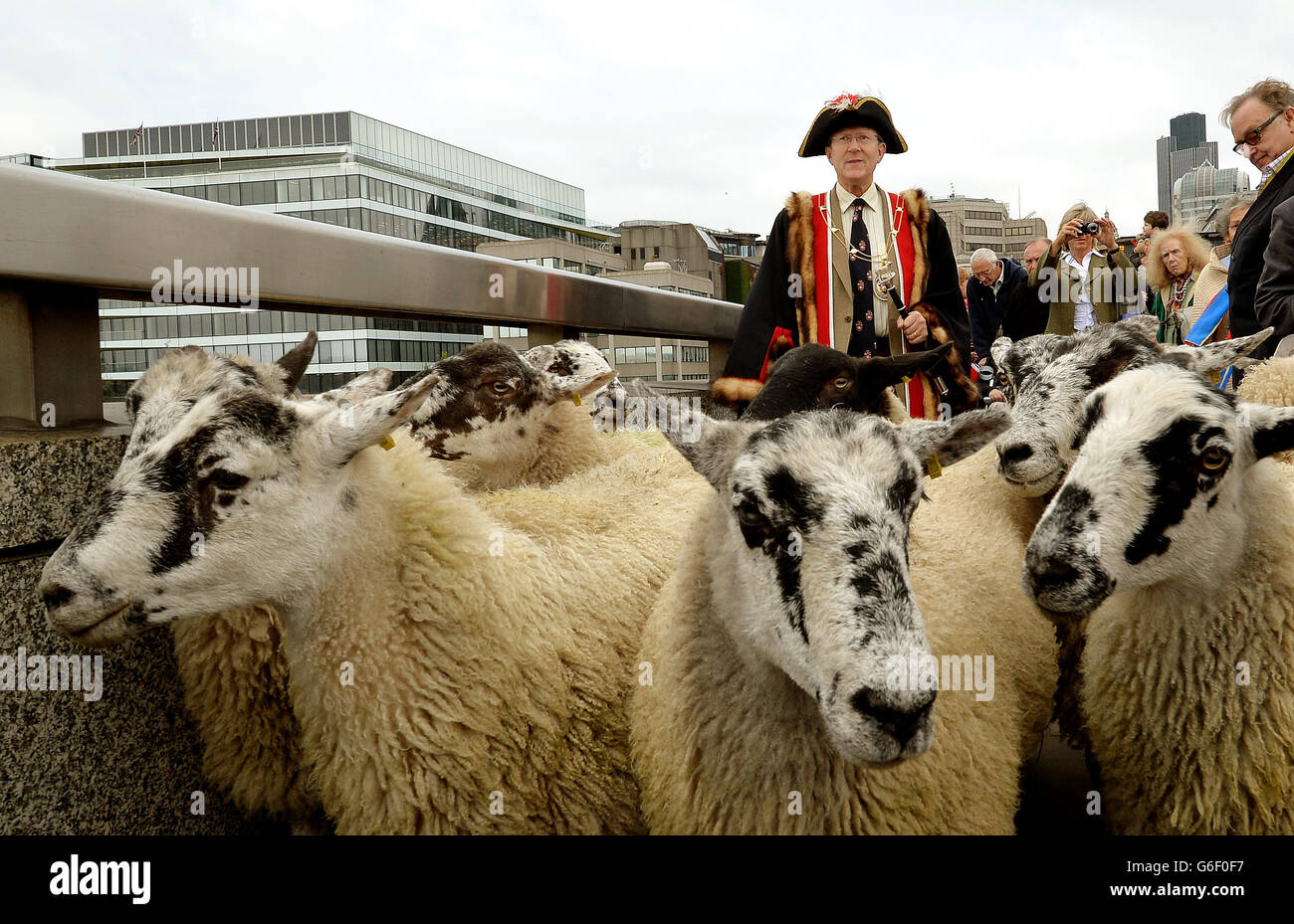 Sheep drive across London Bridge Stock Photo - Alamy