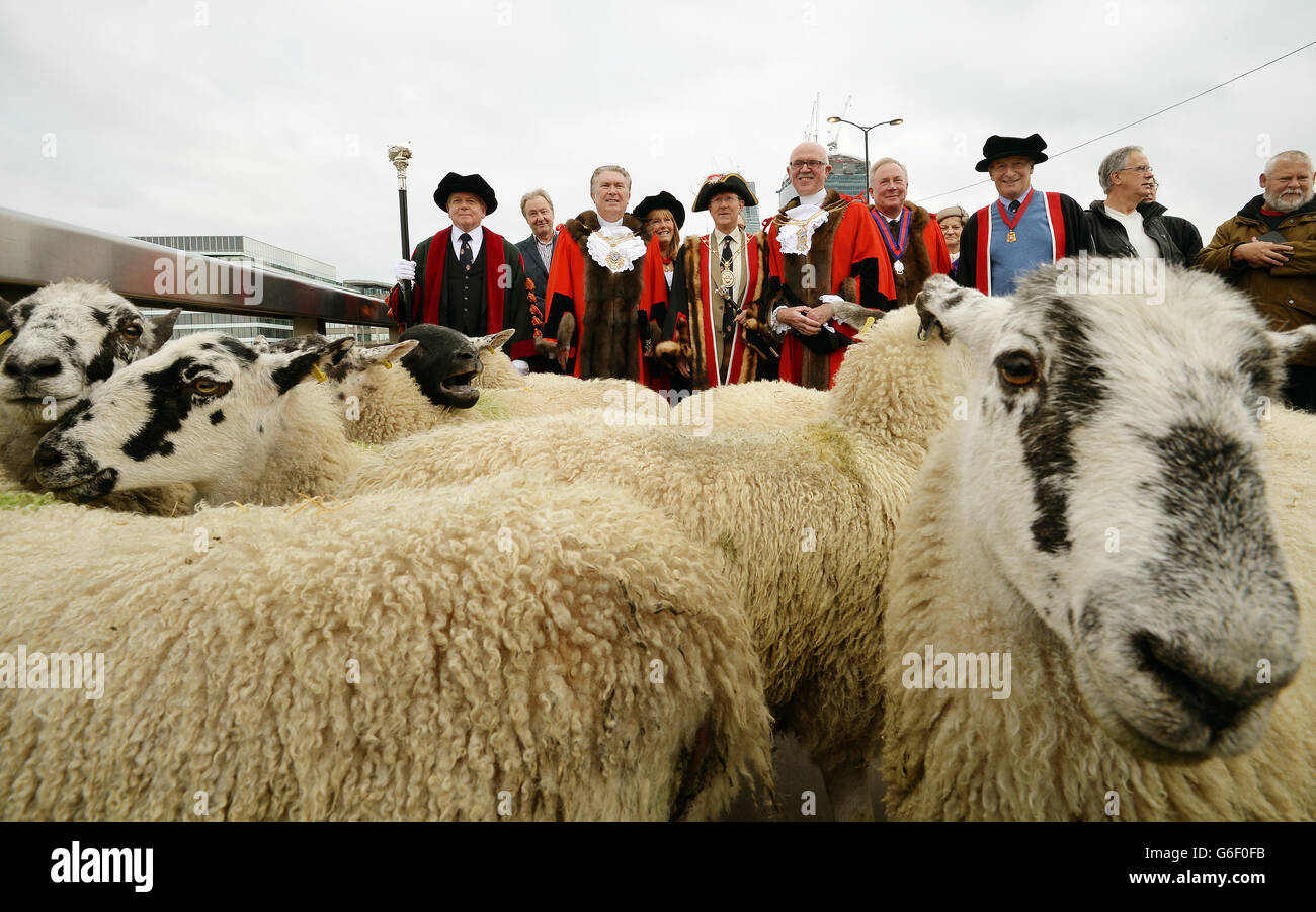 Sheep drive across london bridge hi-res stock photography and images ...