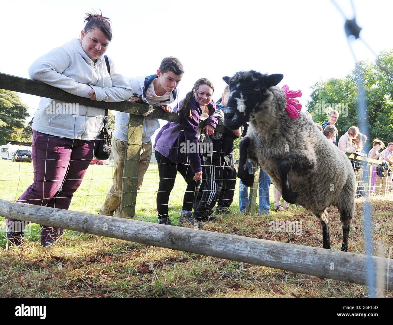 Sheep fair entertainment hi-res stock photography and images - Alamy