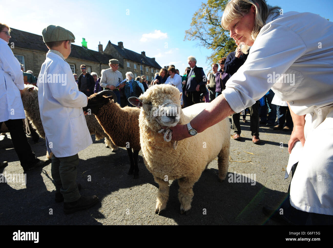 Judging of sheep takes place at masham sheep fair hi-res stock ...