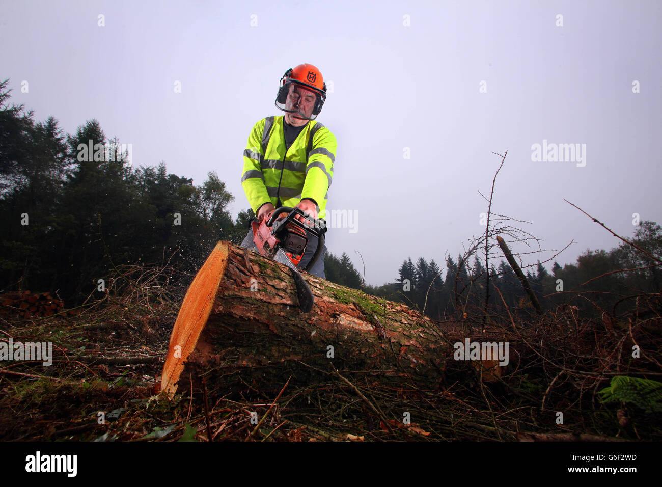 Tree felling in Newport Stock Photo - Alamy