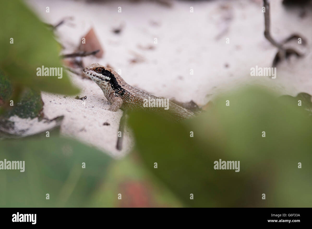 Wild lizard in foliage near the beach in Varadero, Cuba Stock Photo - Alamy