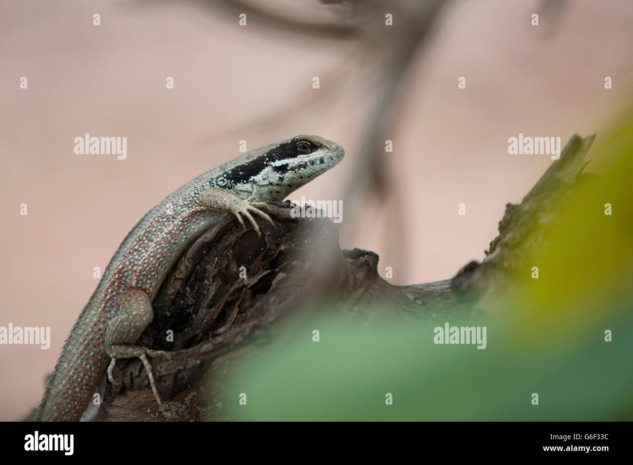 Wild lizard in foliage near the beach in Varadero, Cuba Stock Photo - Alamy