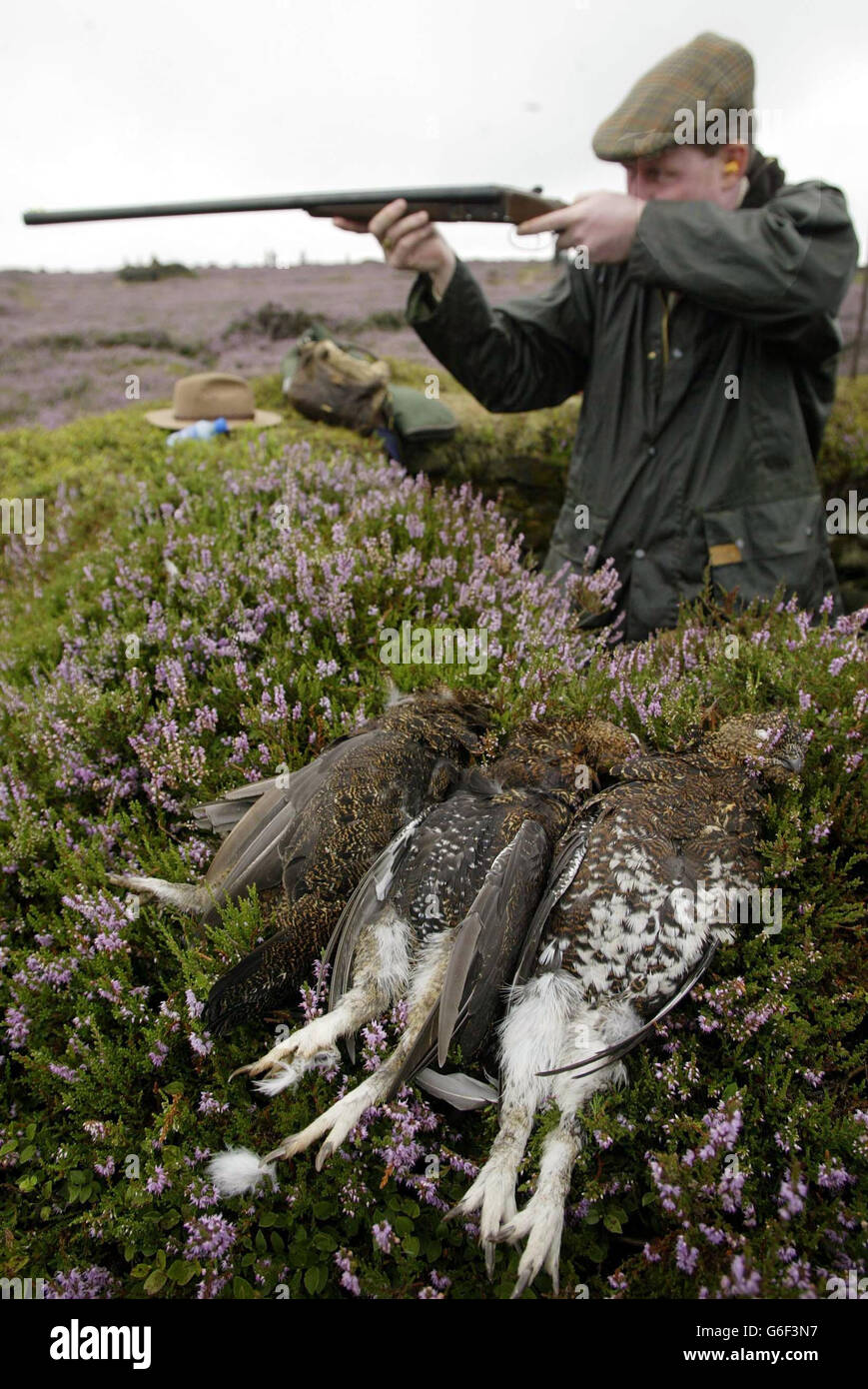 Grouse shooters hi-res stock photography and images - Alamy