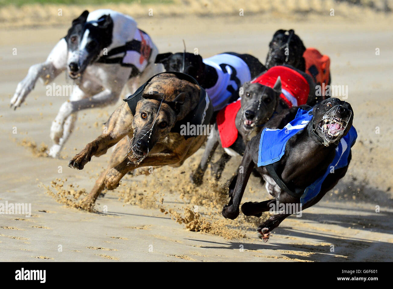 Standalone photo greyhounds race in the 12 42 at brough park hi-res ...