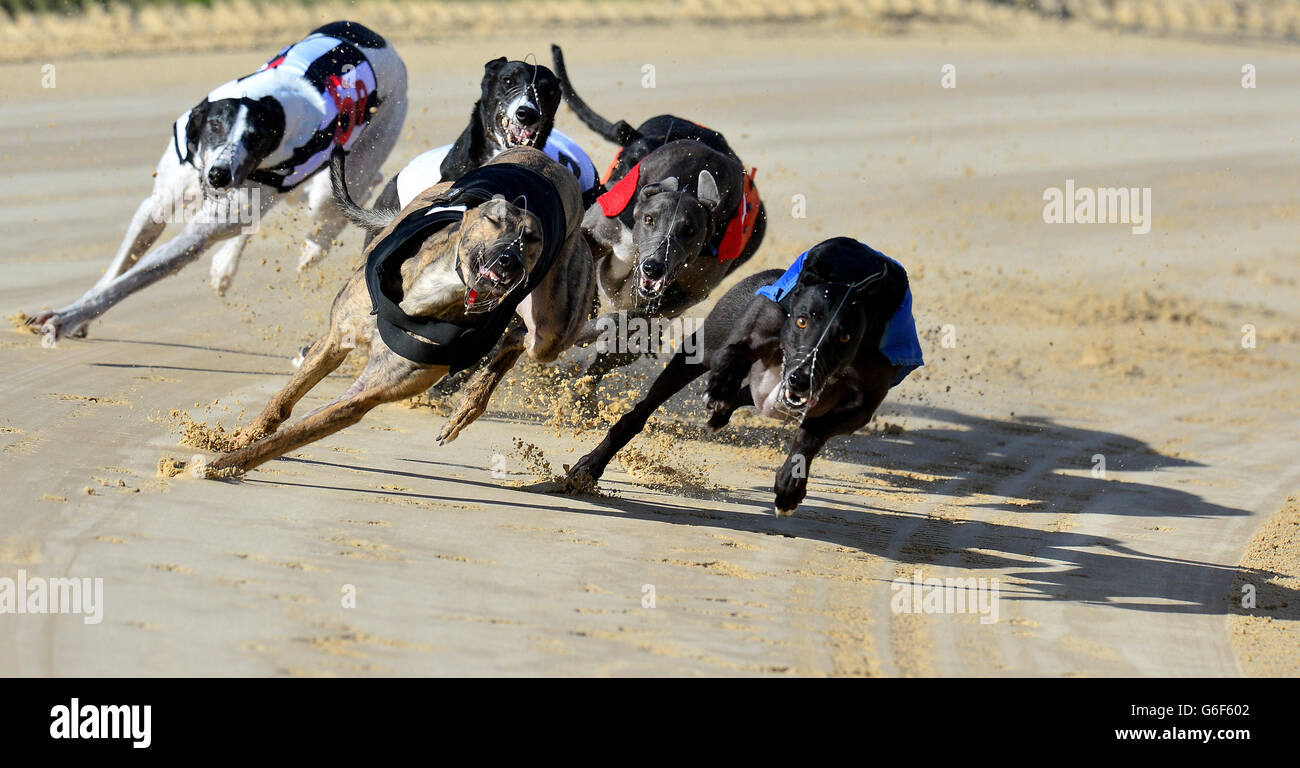 Standalone photo greyhounds race in the 12 42 at brough park hi-res ...