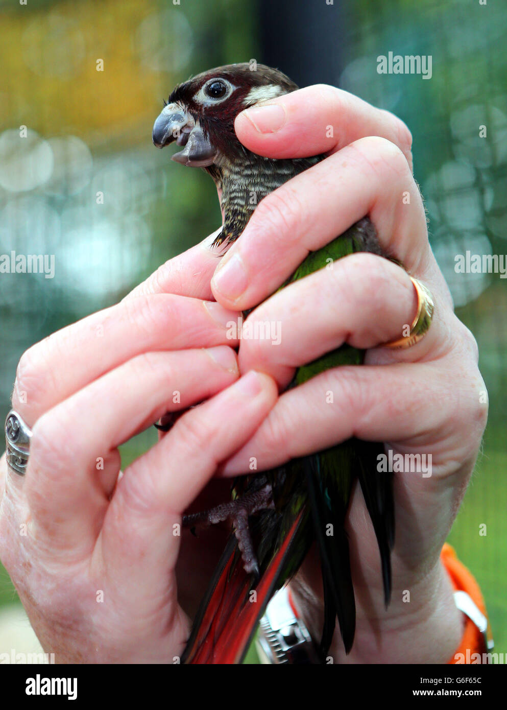 One of three rare Grey Breasted Parakeet (Pyrrhura Griseipectus) native ...