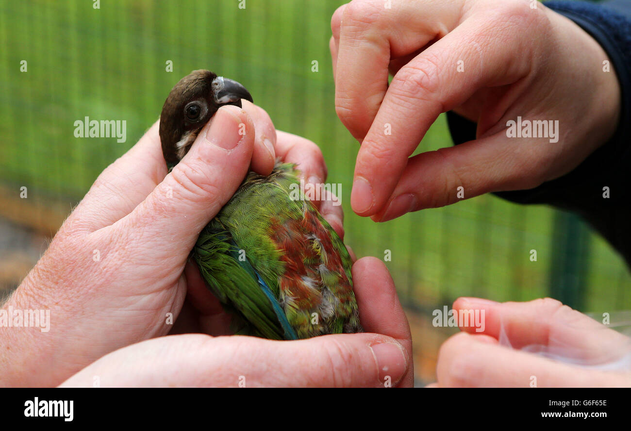 One of three rare Grey Breasted Parakeet (Pyrrhura Griseipectus) native ...