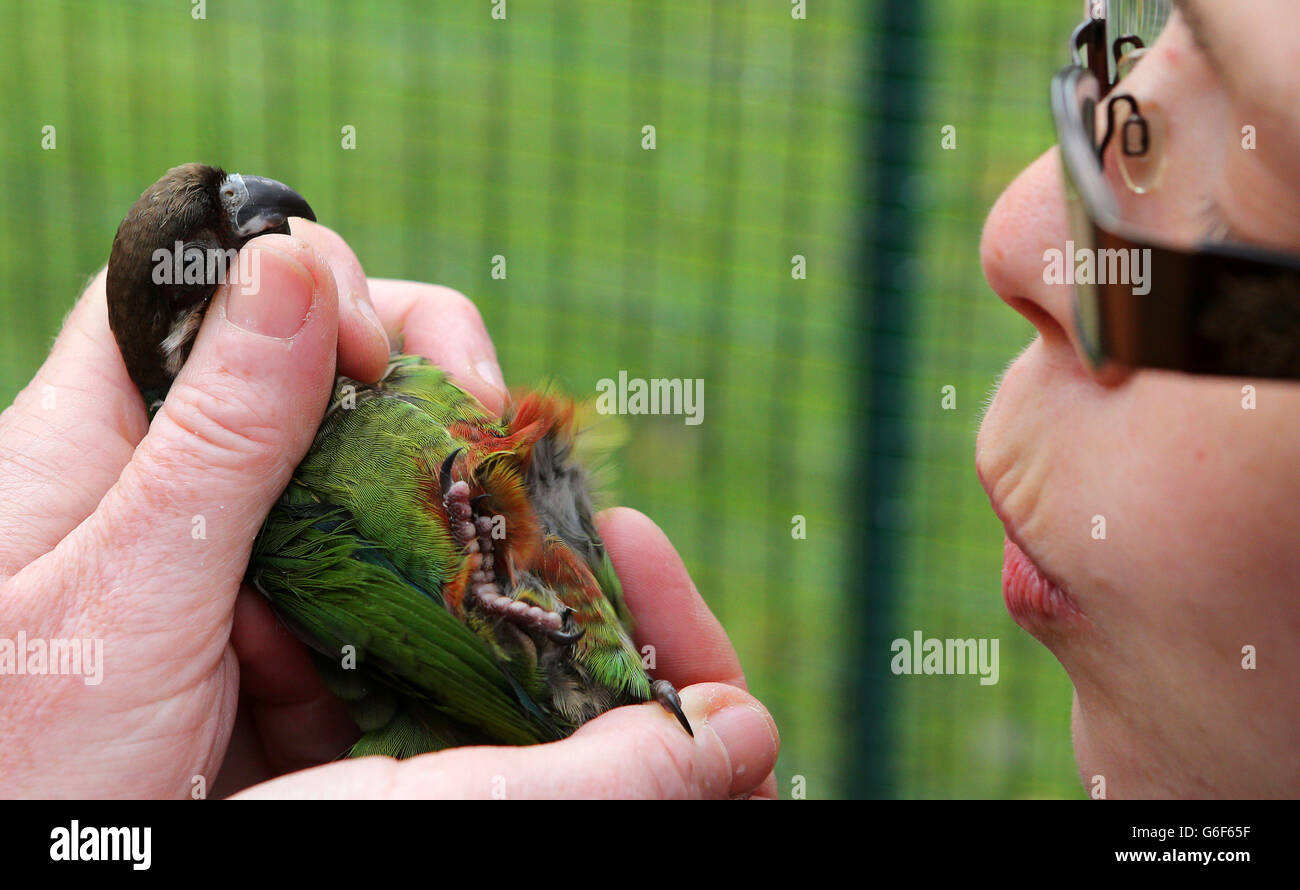 Rare parakeets born at Chester Zoo Stock Photo - Alamy