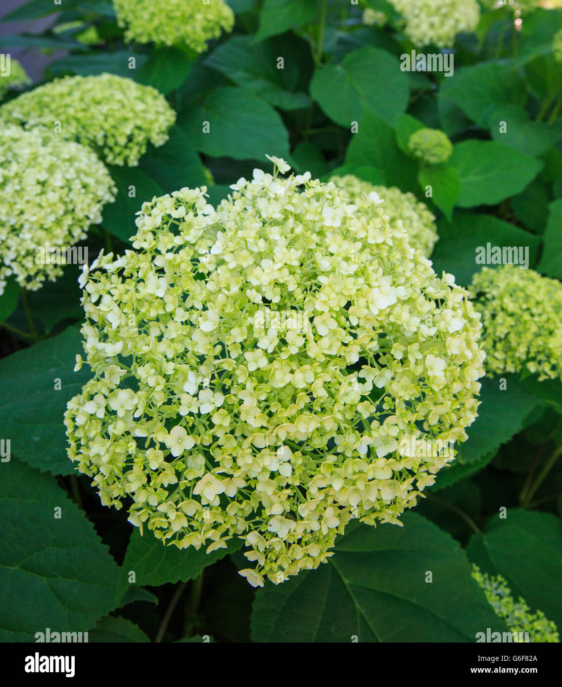 Yellow ball flowers hi-res stock photography and images - Alamy