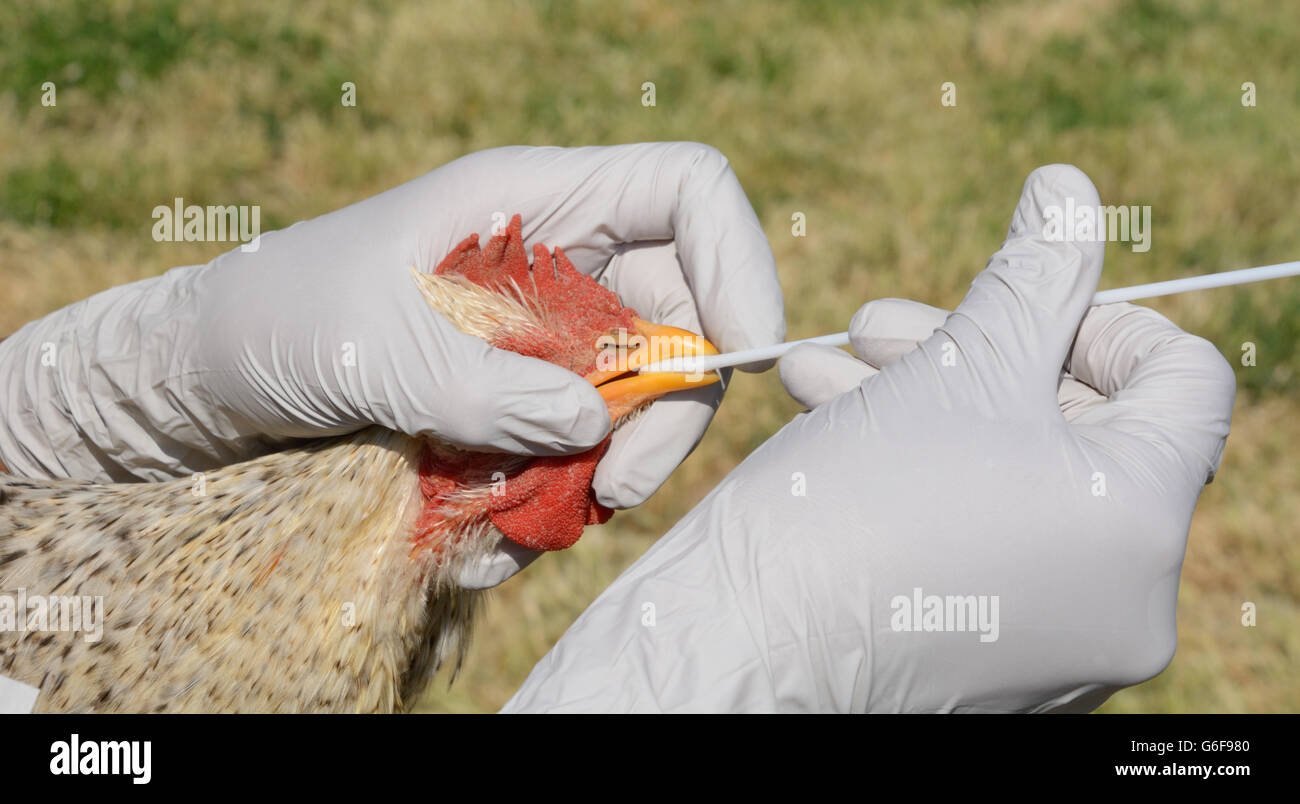 Veterinarian swabbing throats of chicken to test and monitor for avian ...