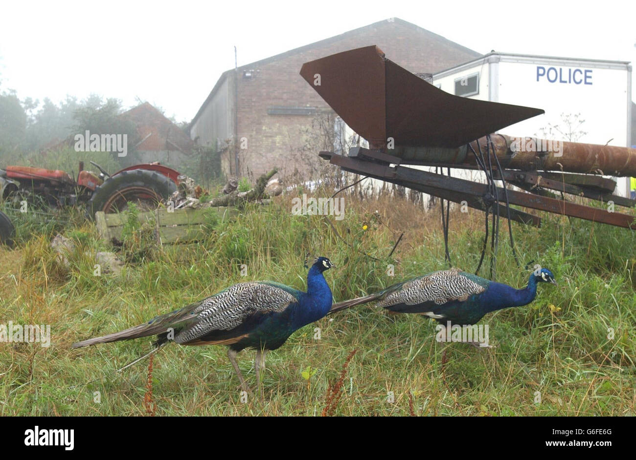 Peacocks outside home of Tony Martin Stock Photo - Alamy