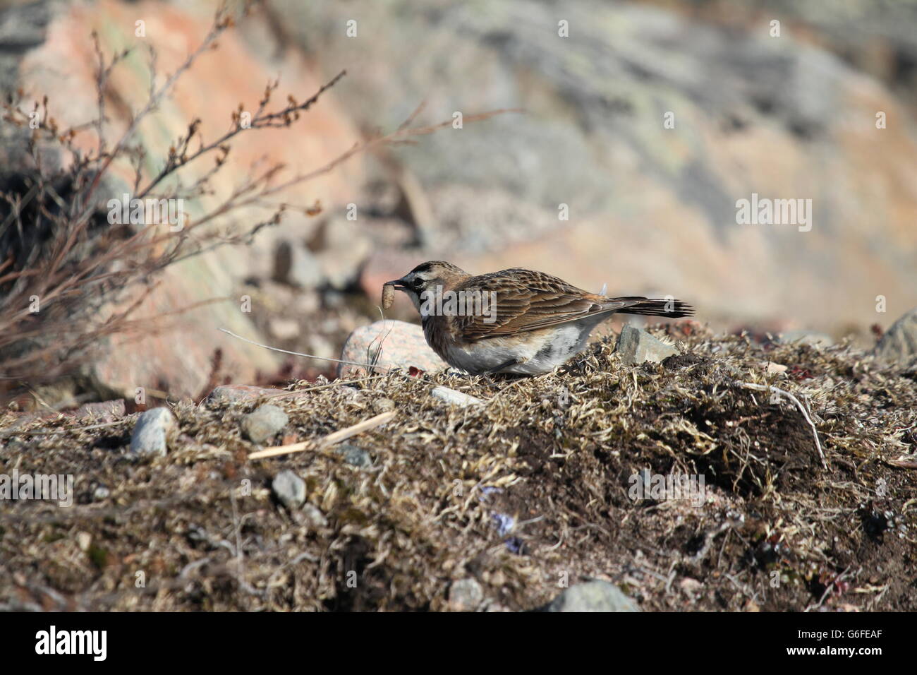 Horned Lark (or shore lark) foraging for food in the arctic Stock Photo ...