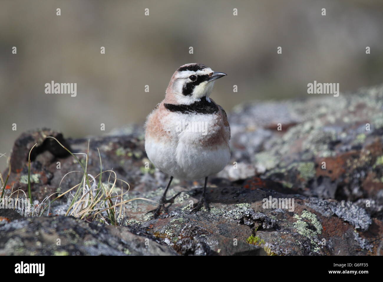 Young horned lark (or shore lark) showing a side profile Stock Photo ...