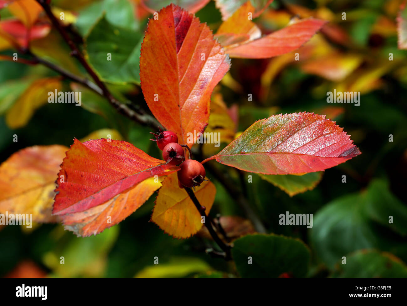Autumn colours on display in Abbey Gardens in Bury St Edmunds, Suffolk ...