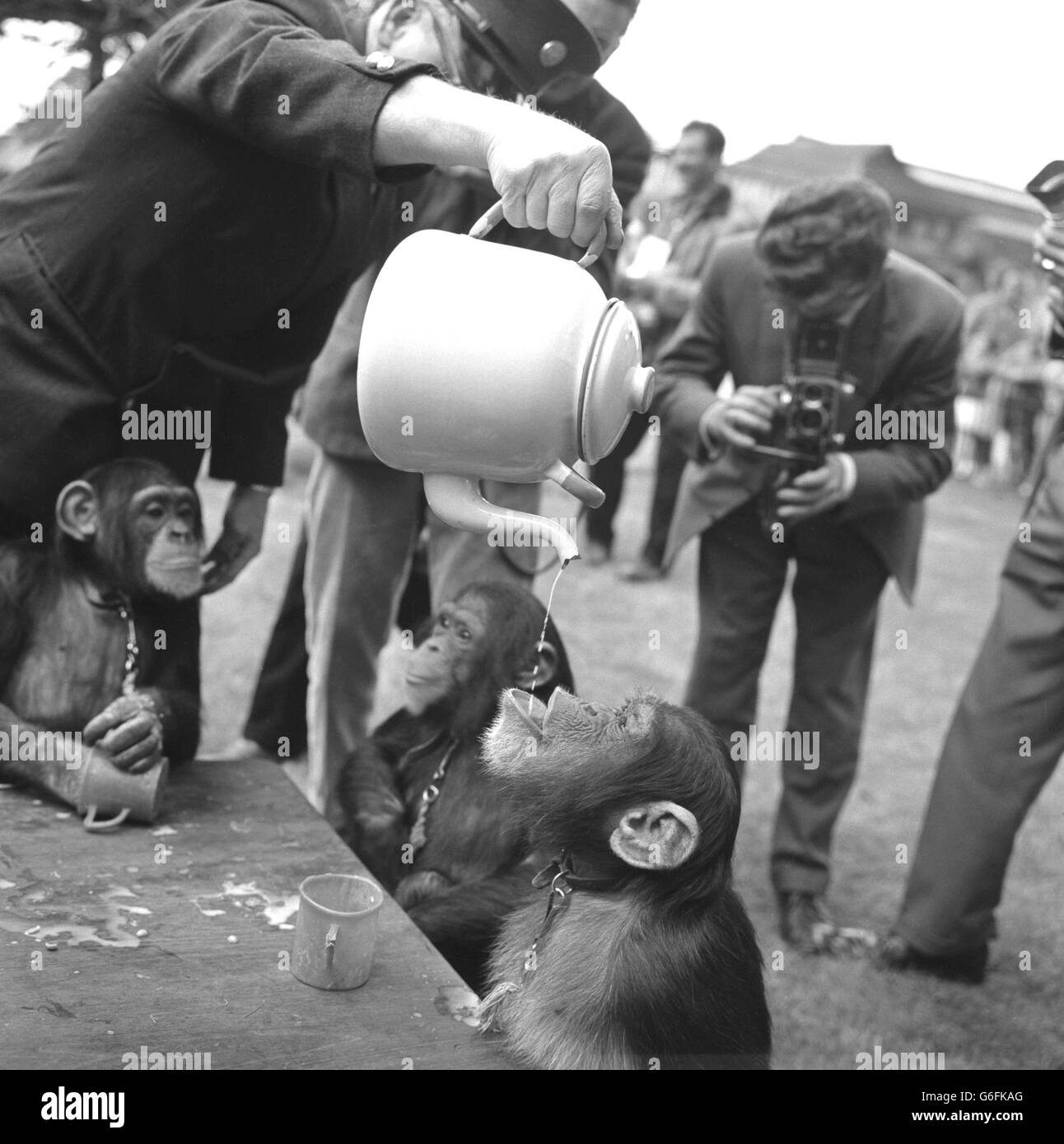 Chimps tea party hi-res stock photography and images - Alamy